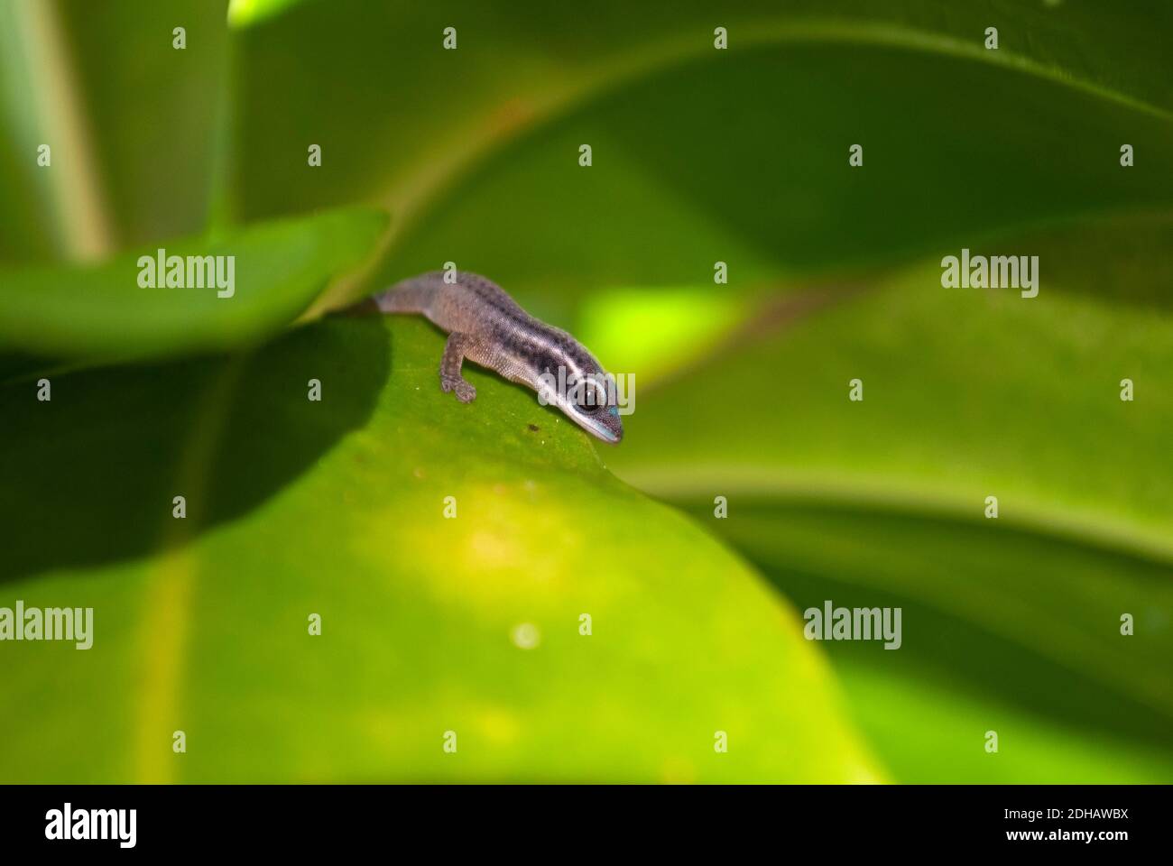 Mauritius Ornate Day Gecko (Phelsuma ornata), Mauritius Stock Photo - Alamy