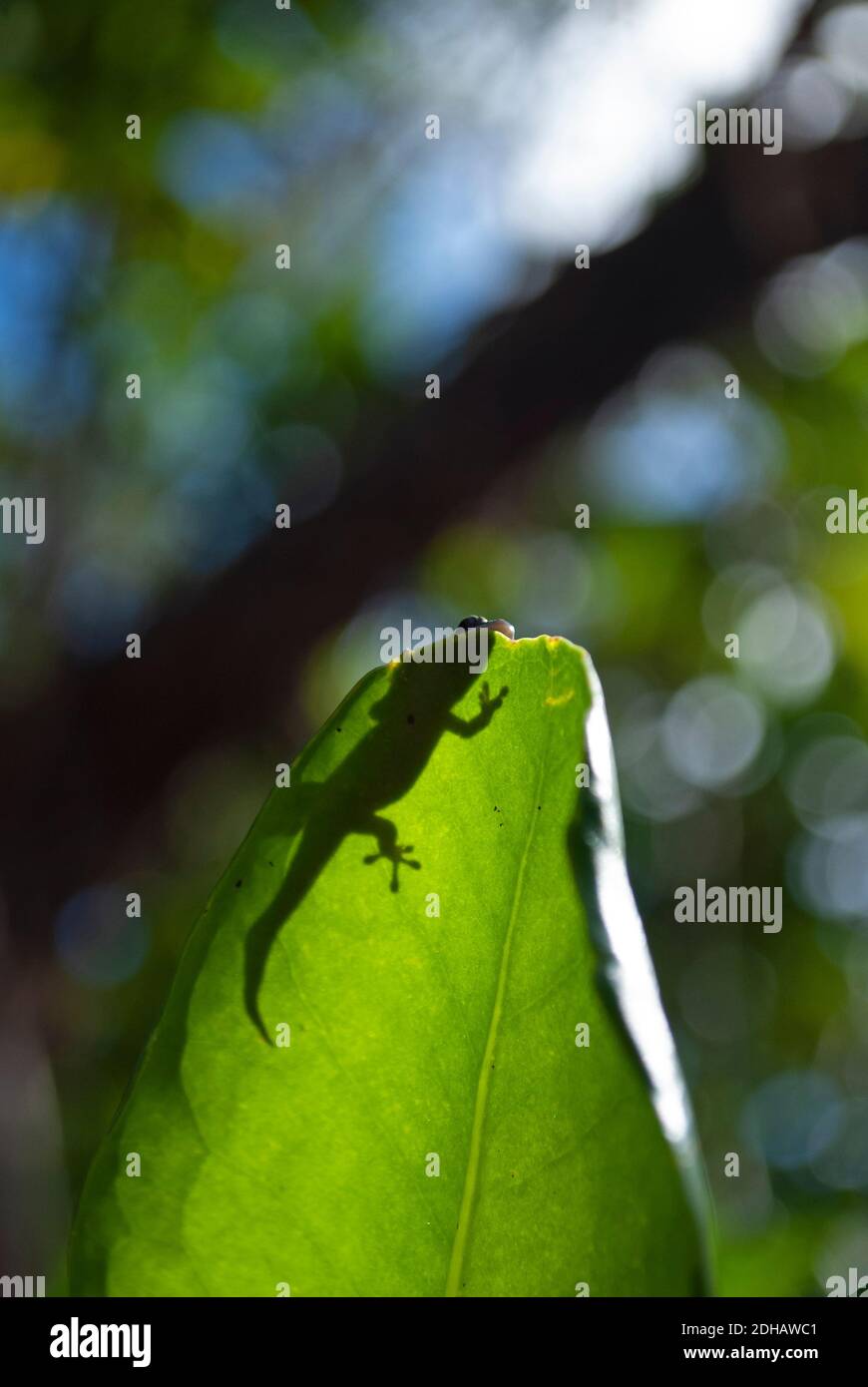 Mauritius Ornate Day Gecko (Phelsuma ornata), Mauritius Stock Photo - Alamy