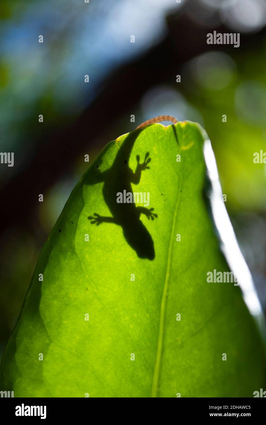Mauritius Ornate Day Gecko (Phelsuma ornata), Mauritius Stock Photo - Alamy