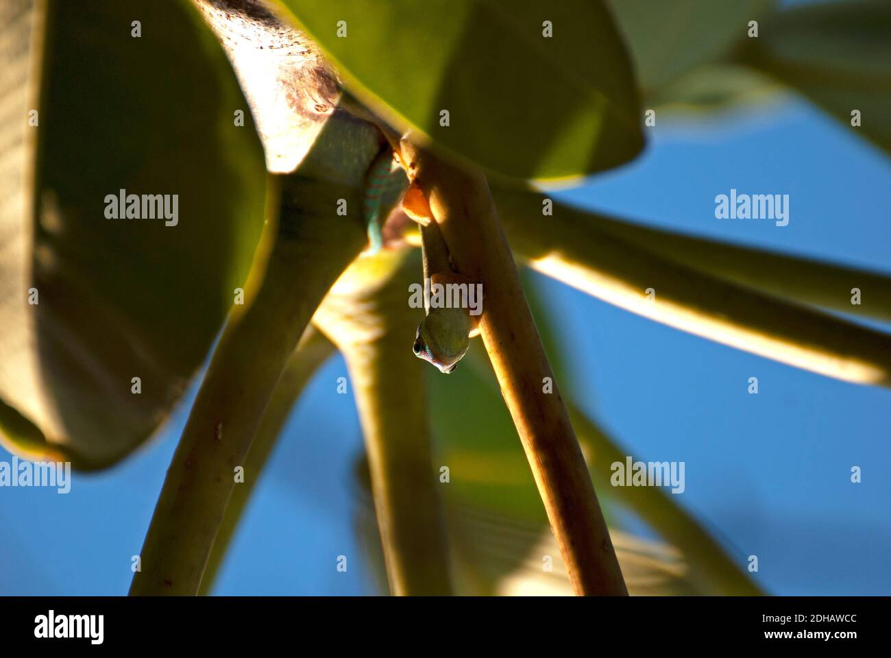 Mauritius Ornate Day Gecko (Phelsuma ornata), Mauritius Stock Photo - Alamy