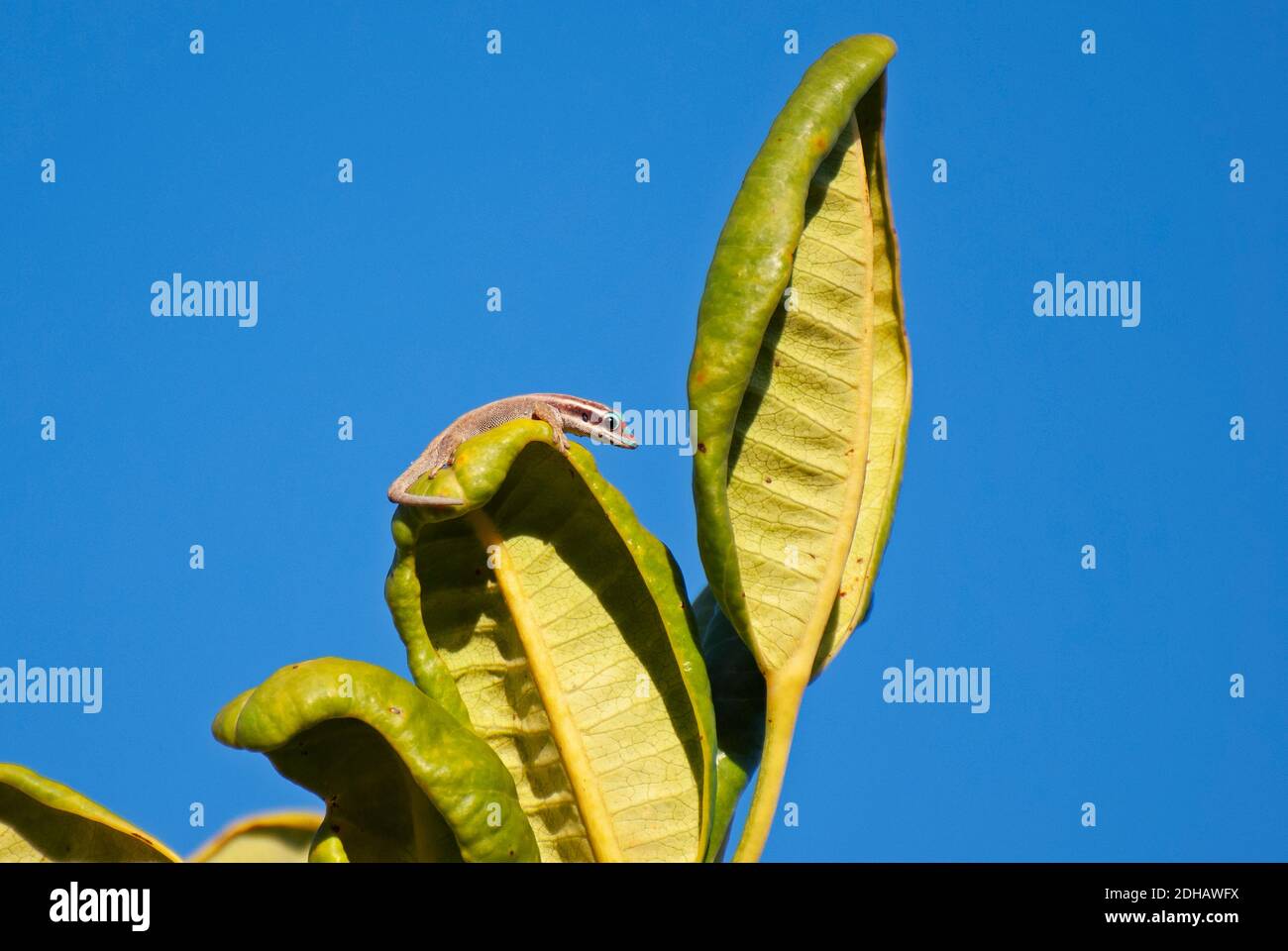 Ornate day gecko hi-res stock photography and images - Alamy