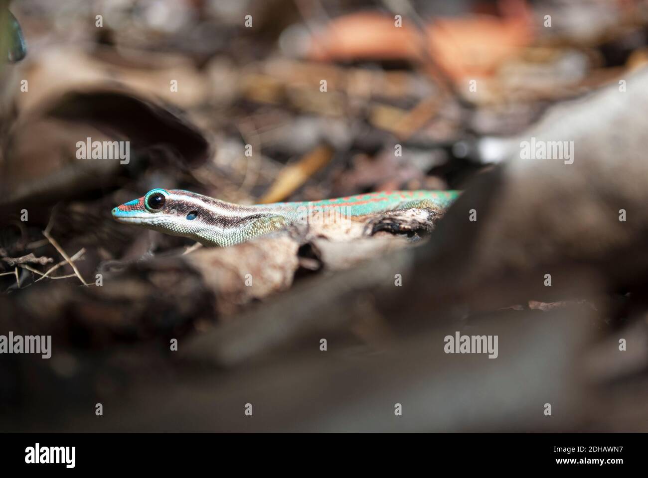 Mauritius Ornate Day Gecko (Phelsuma ornata), Mauritius Stock Photo - Alamy
