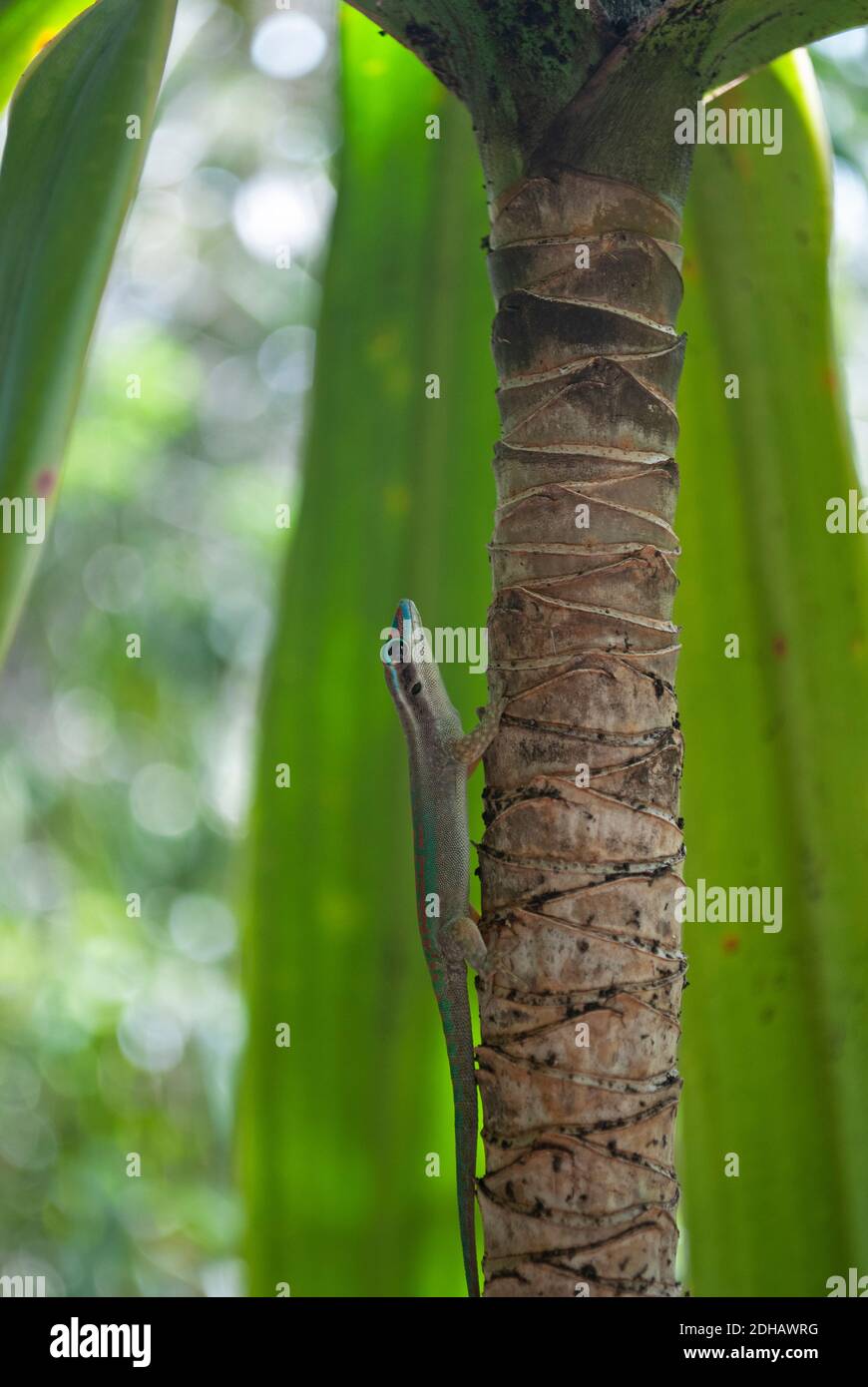 Mauritius Ornate Day Gecko (Phelsuma ornata), Mauritius Stock Photo - Alamy