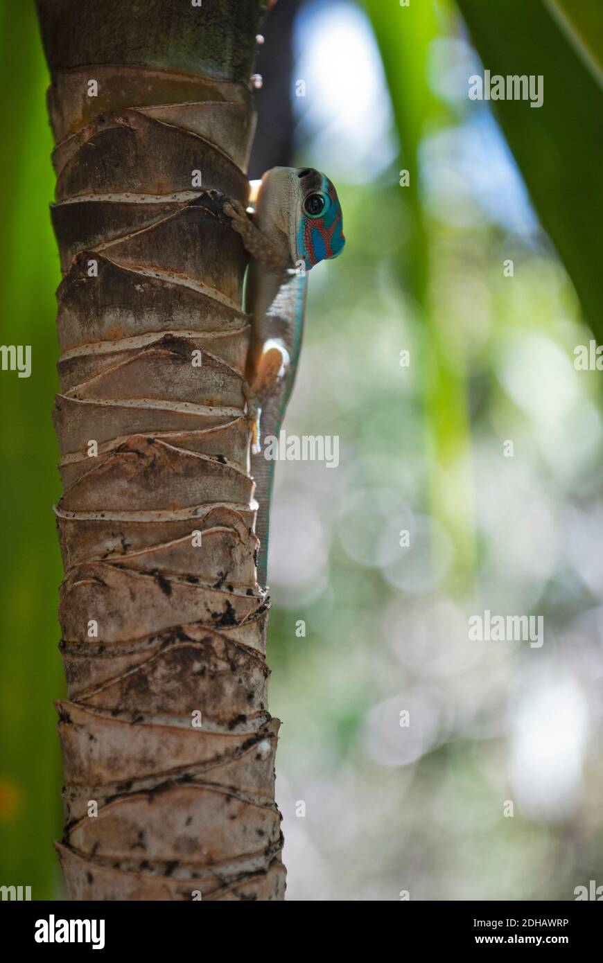 Mauritius geckos hi-res stock photography and images - Alamy