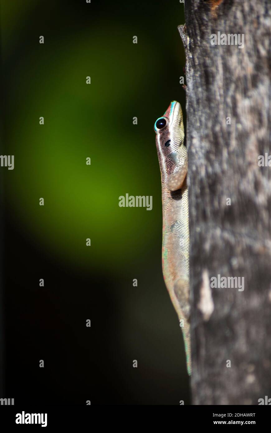 Mauritius Ornate Day Gecko (Phelsuma ornata), Mauritius Stock Photo - Alamy