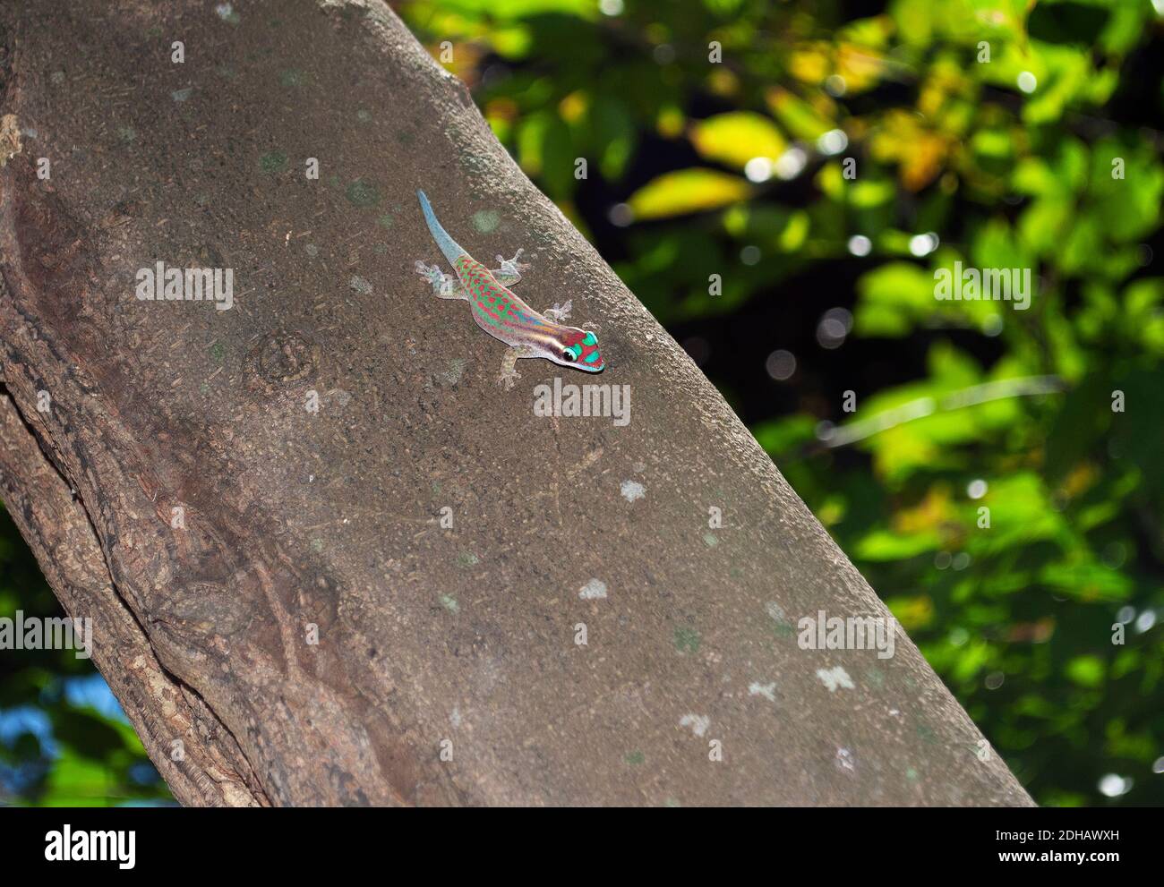 Ornate day gecko hi-res stock photography and images - Alamy