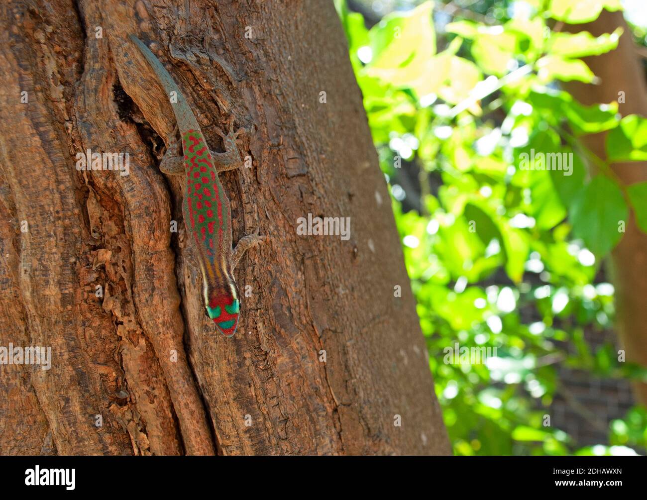Mauritius Ornate Day Gecko (Phelsuma ornata), Mauritius Stock Photo - Alamy
