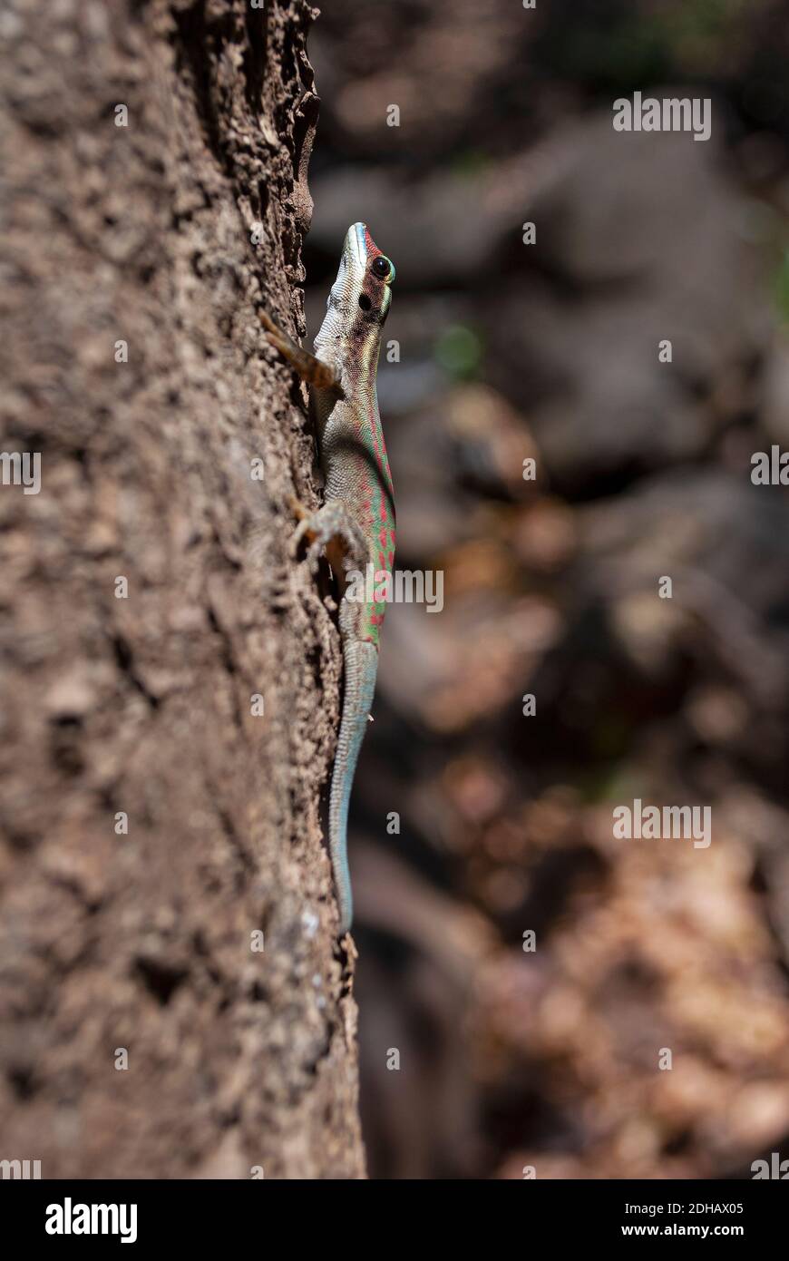 Mauritius ornate day gecko hi-res stock photography and images - Alamy