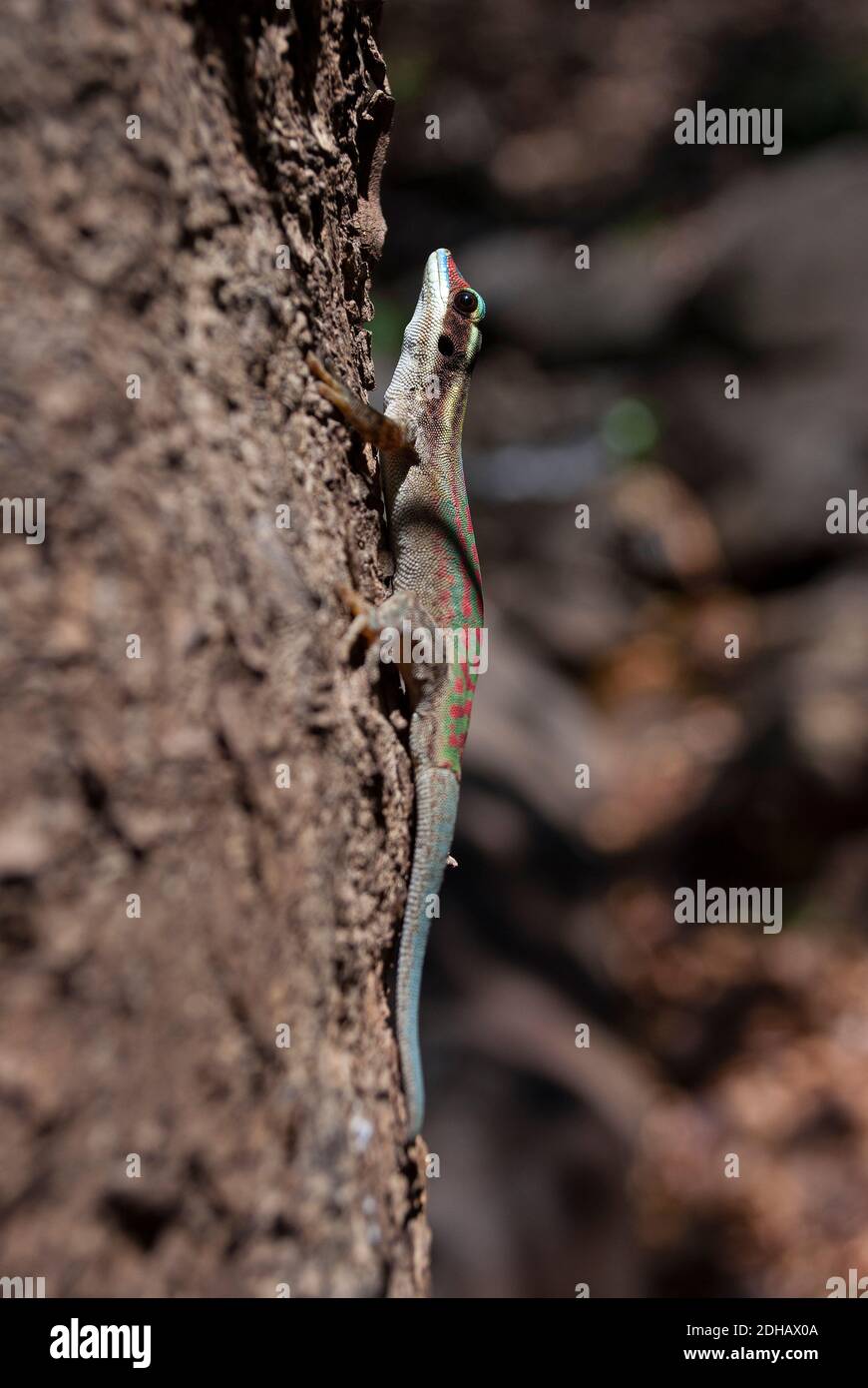 Mauritius ornate day gecko hi-res stock photography and images - Alamy