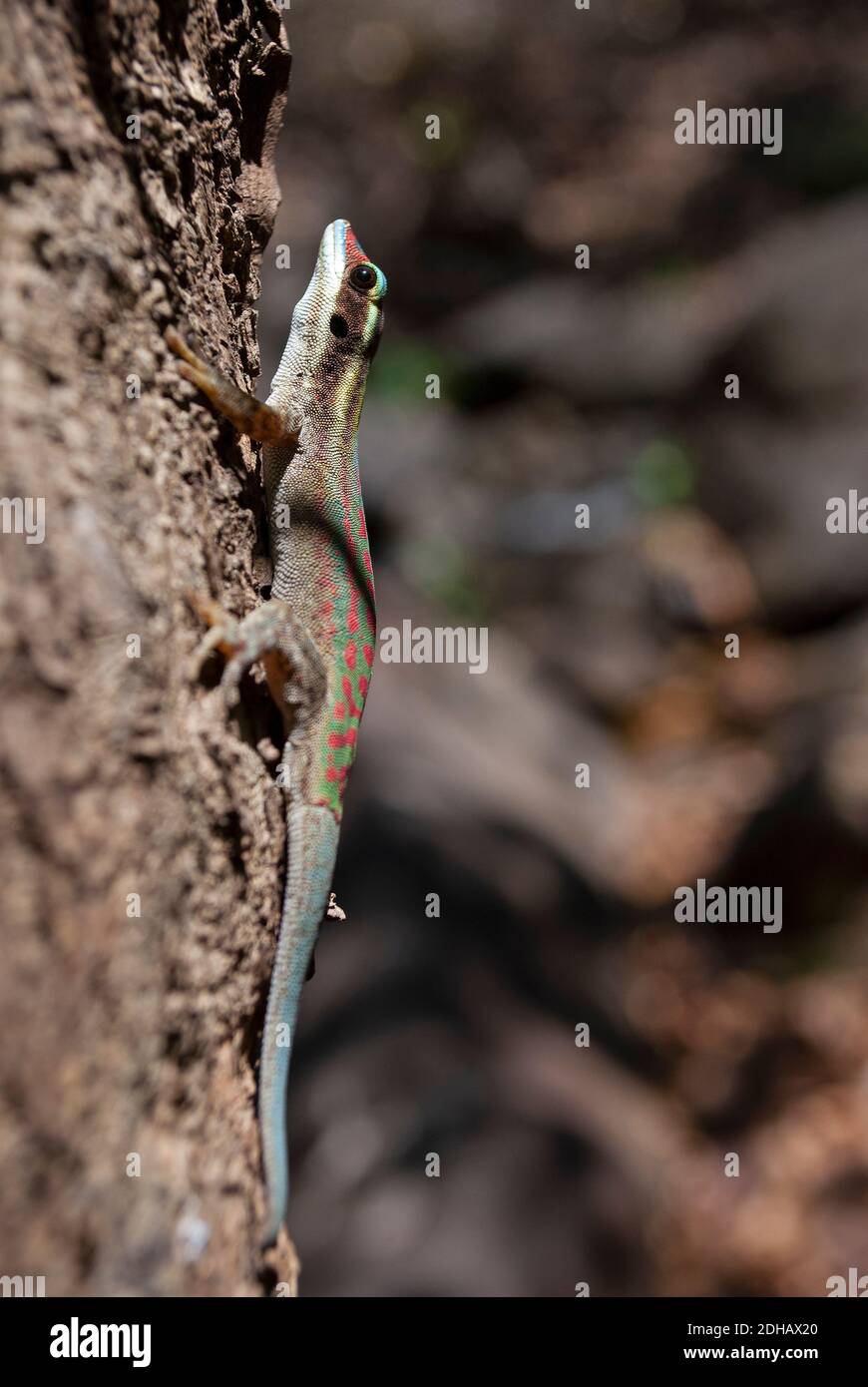 Mauritius Ornate Day Gecko (Phelsuma ornata), Mauritius Stock Photo - Alamy