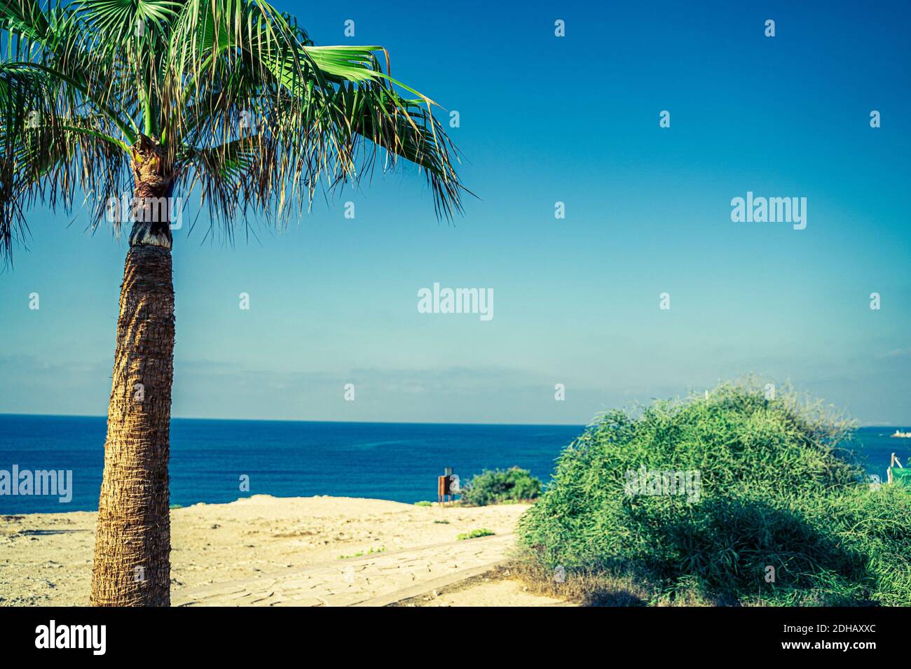 A palm tree and a small bush at a beach in Cyprus Stock Photo - Alamy