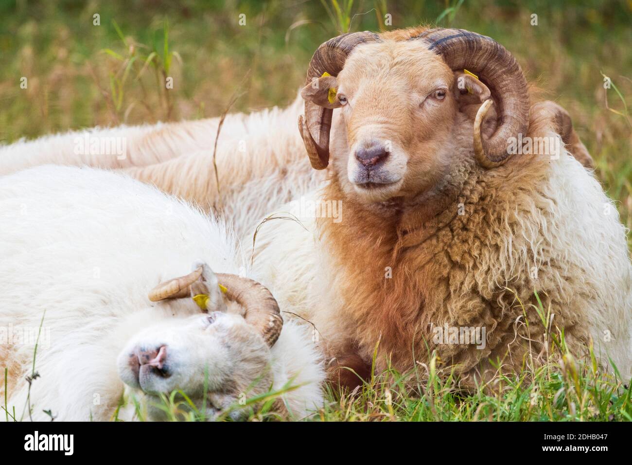 Domestic sheep breed hi-res stock photography and images - Alamy