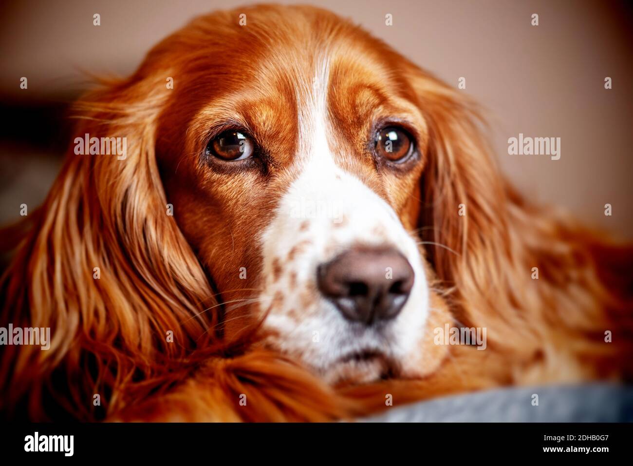 Cute cocker spaniel dog pet Stock Photo - Alamy