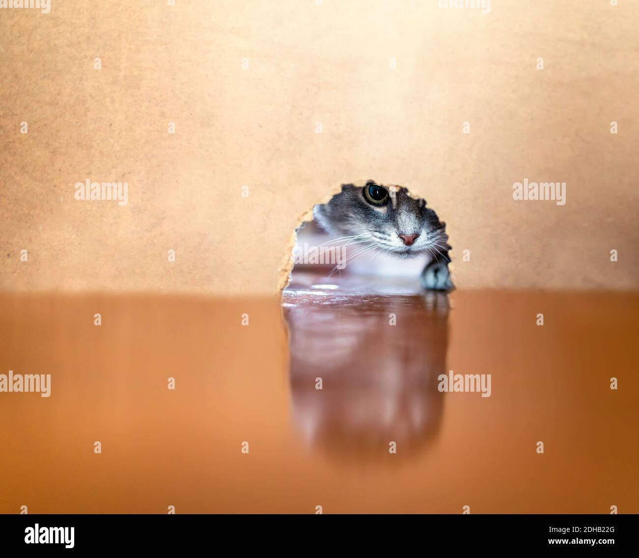 portrait of a striped hunter cat peeking through a hole in the wall and ...
