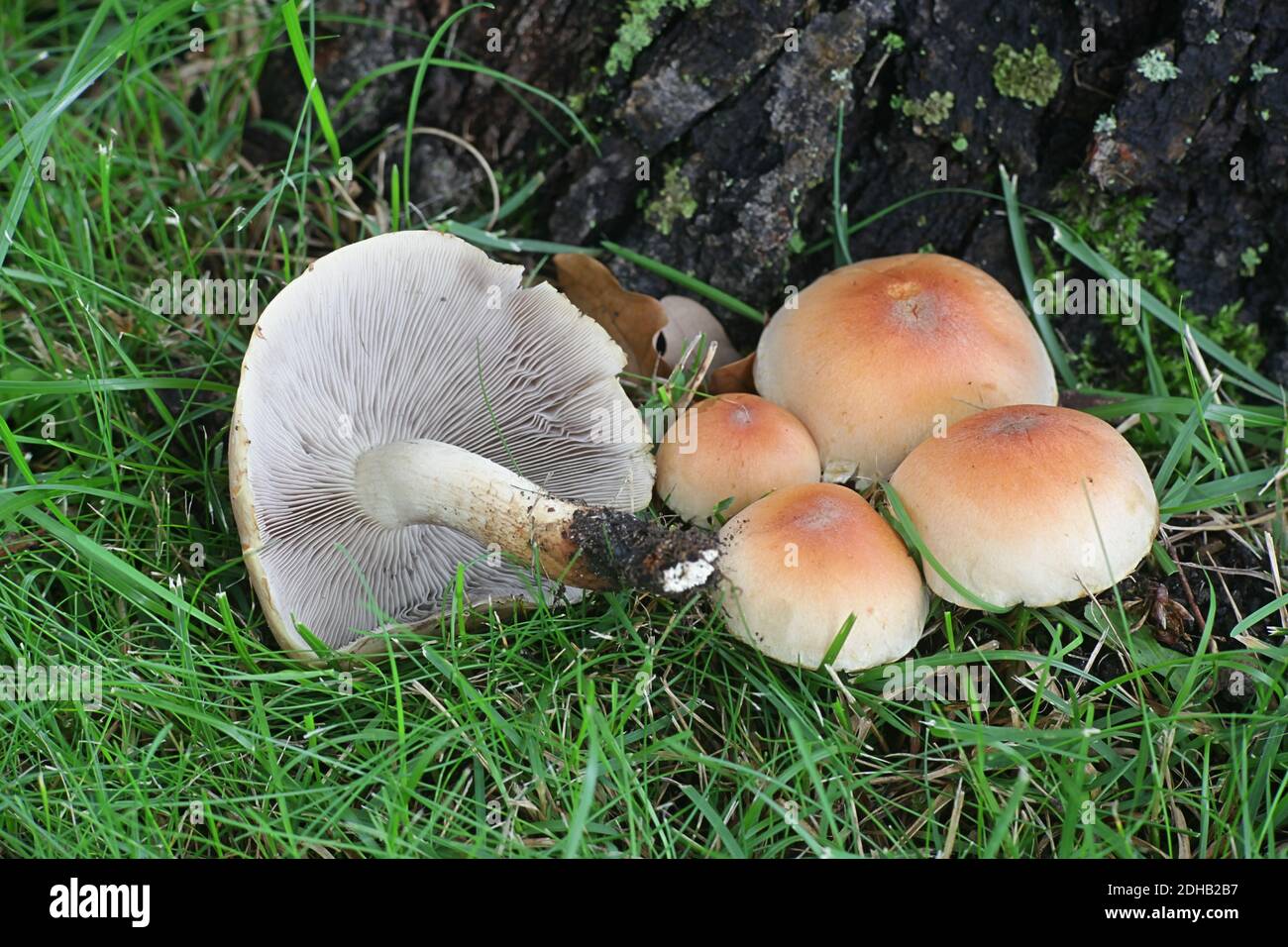 Hypholoma lateritium, commonly known as brick tuft or brick cap, wild ...