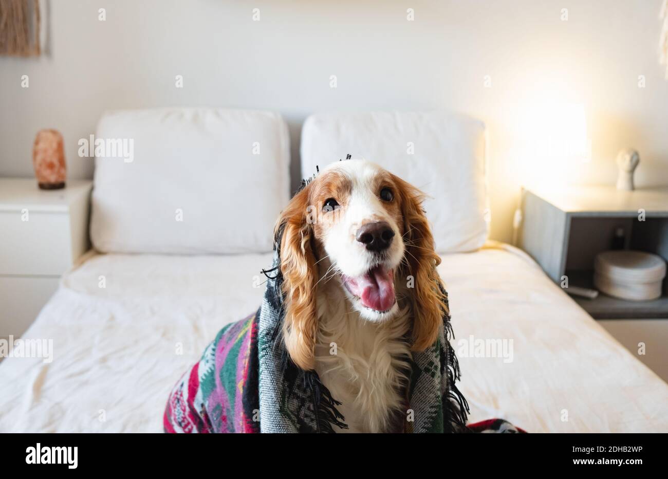 Portrait of a happy spaniel dog sitting on the sofa in bedroom. Pets at ...