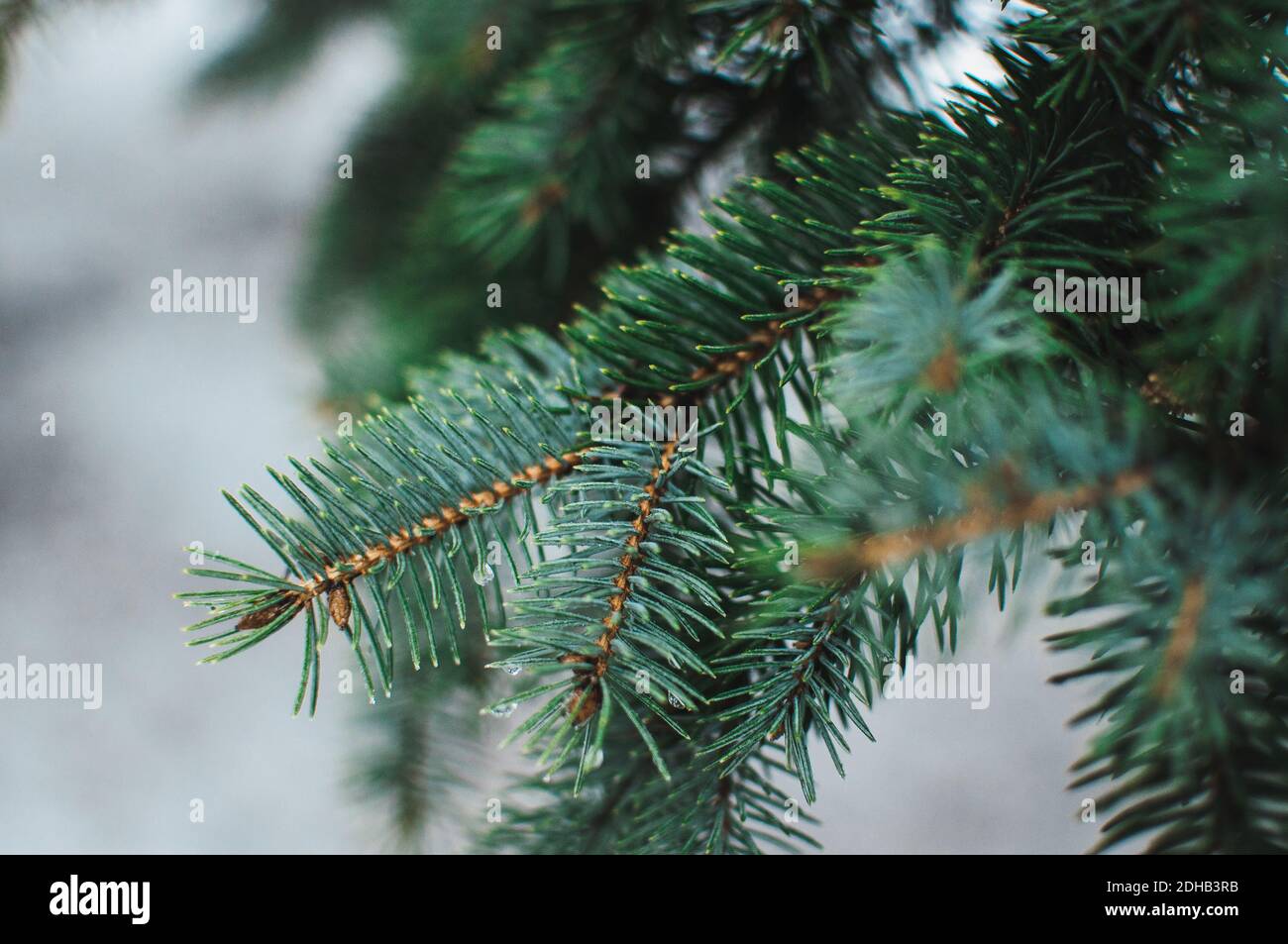 creative layout of blue spruce branches. Template for design for ...