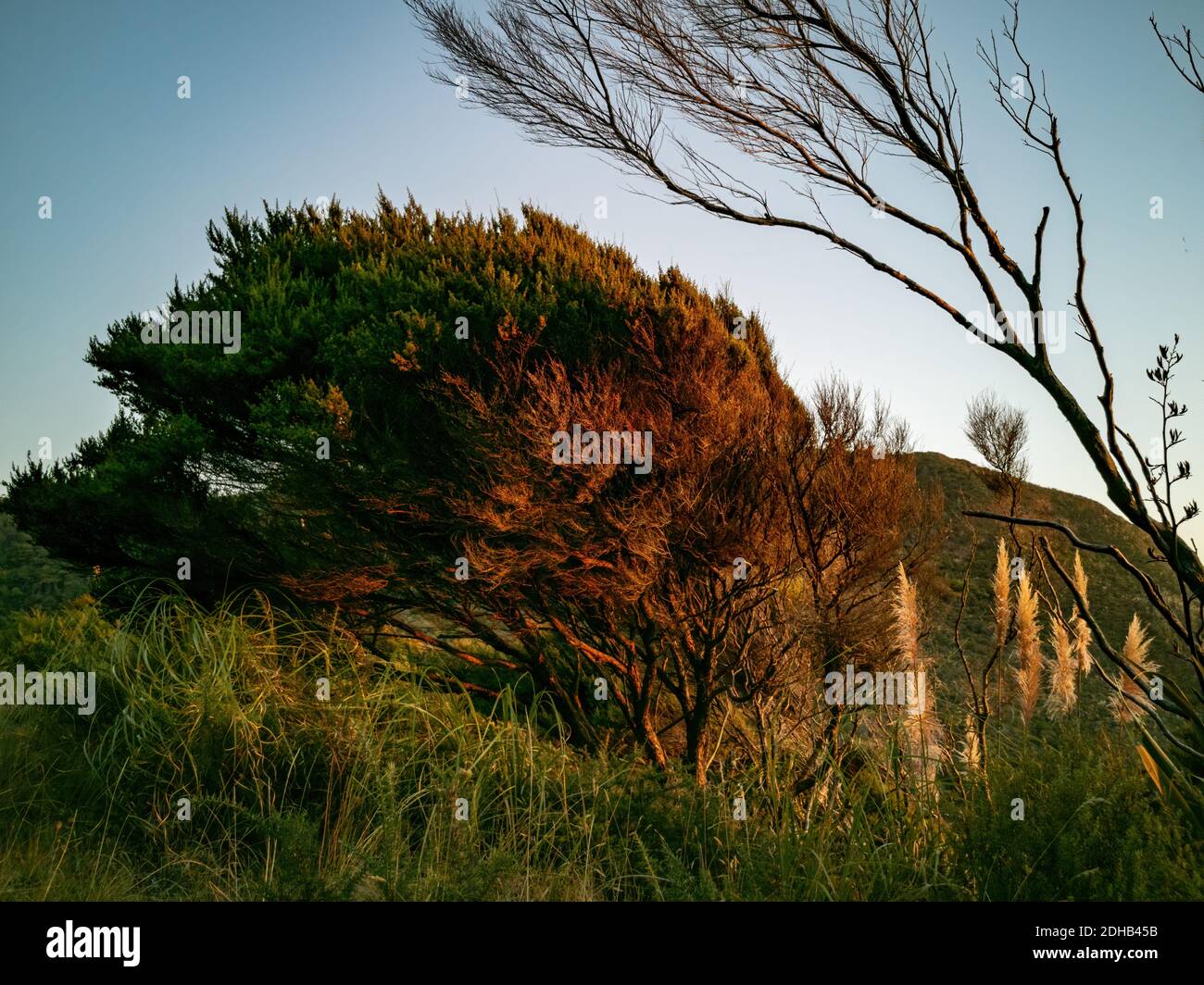 Manuka park hi-res stock photography and images - Alamy