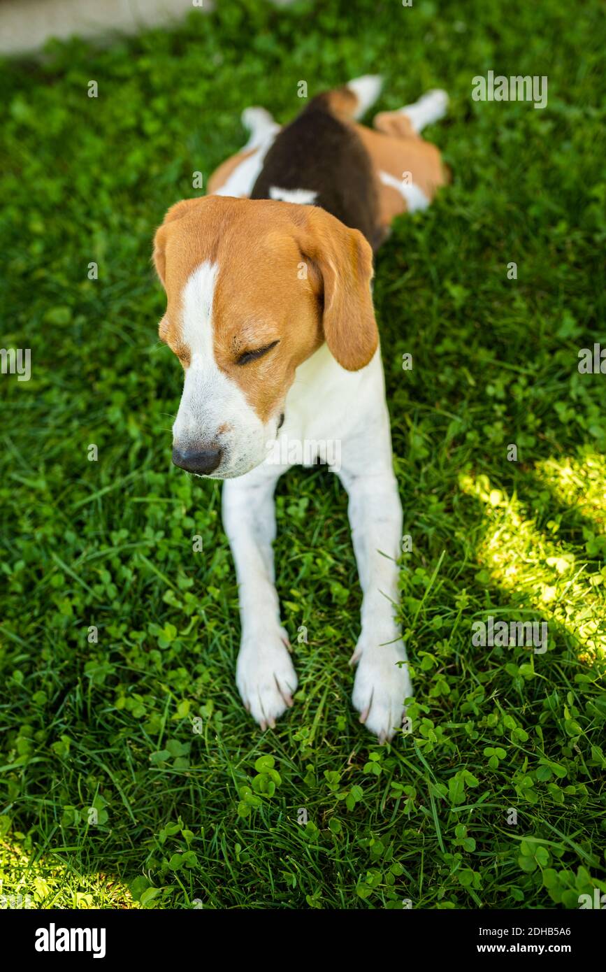 Beagle laying down hi-res stock photography and images - Alamy