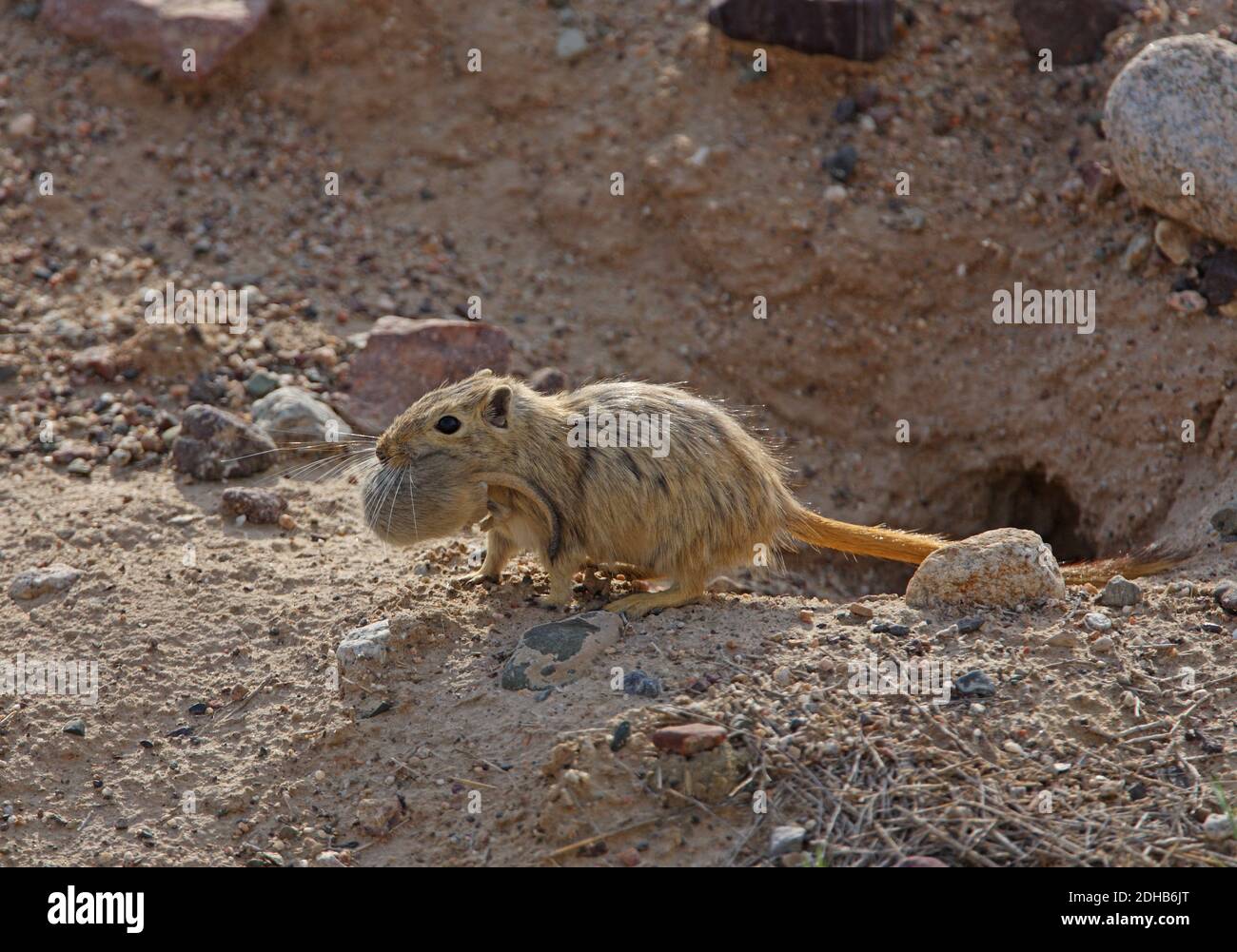 Great Gerbil Mongolian Gerbil Wikipedia