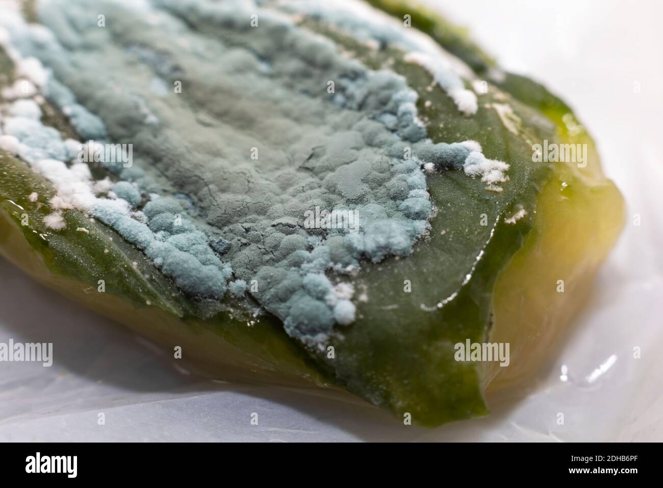 Old rotten cucumber with mold and fungus growth Stock Photo - Alamy