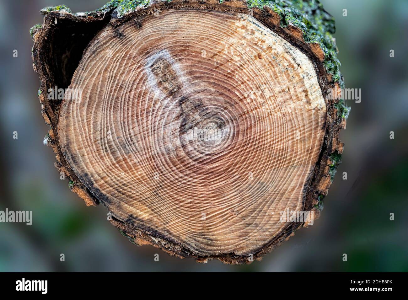 The end part of a tree cut straight in the forest stands out against a ...
