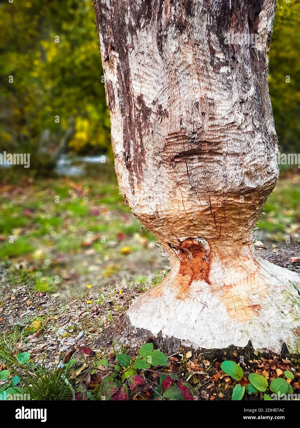 Tree damaged by beavers. Nobody Stock Photo - Alamy