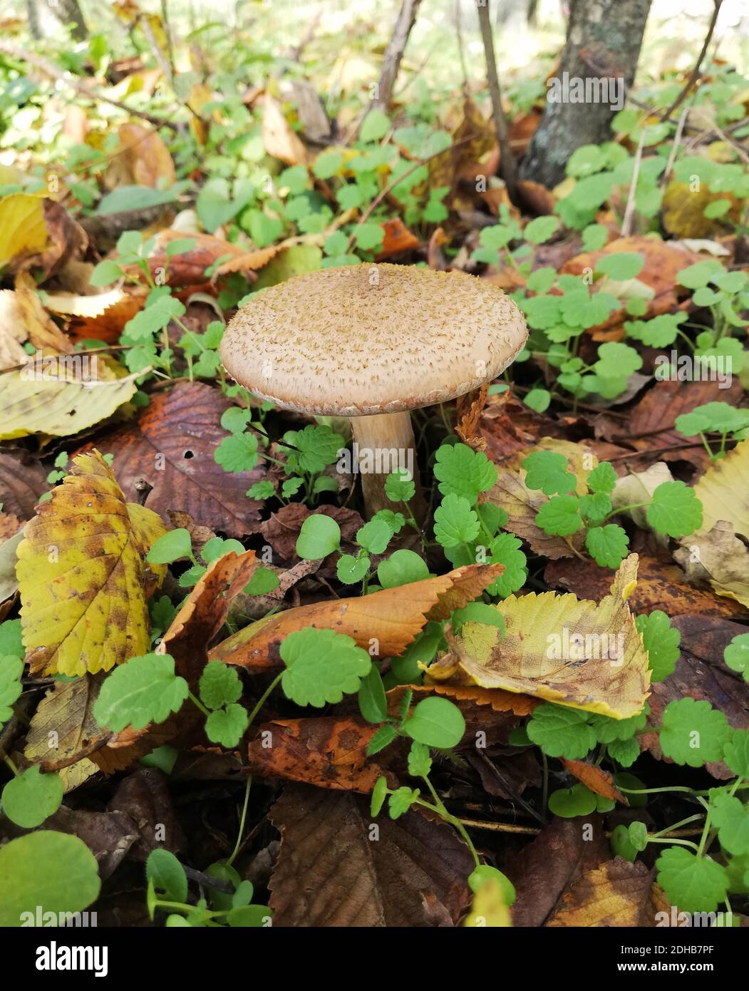 Little white mushroom in the beginning of autumn. Edible mushroom among ...