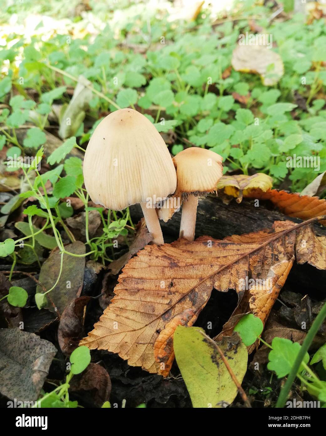 Little white mushroom in the beginning of autumn. Edible mushroom among ...