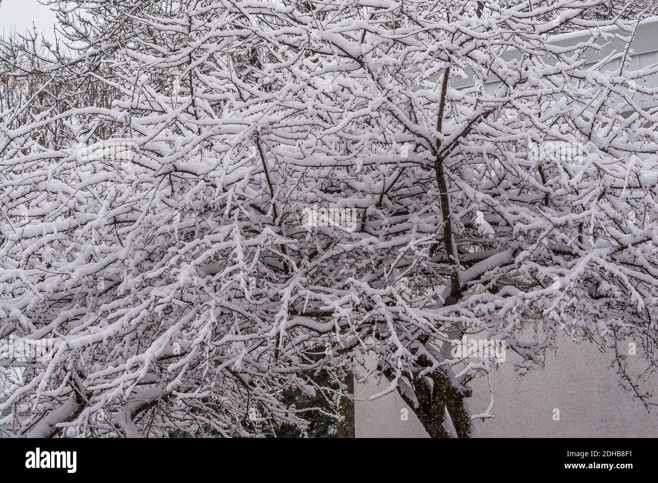Branches of a tree covered with snow after a heavy snowfall Stock Photo ...
