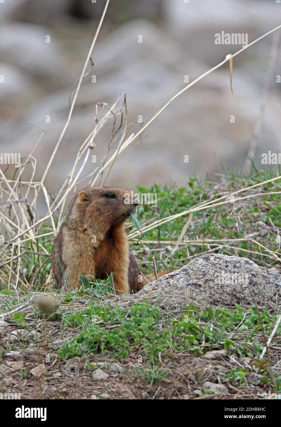 Marmota baibacina hi-res stock photography and images - Alamy