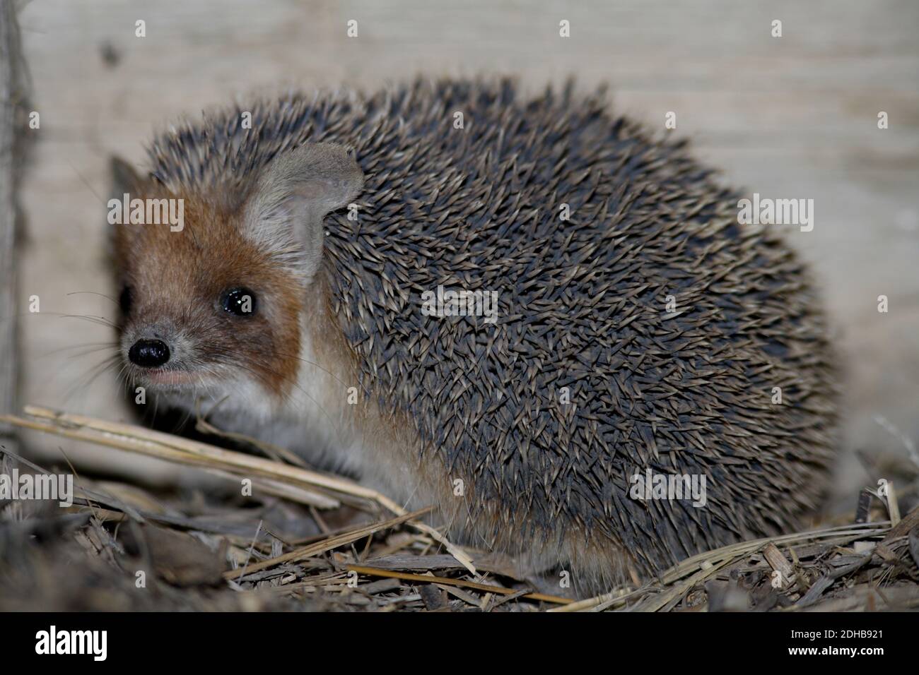 Long-eared Hedgehog (Hemiechinus auritus) young adult leaving day time ...