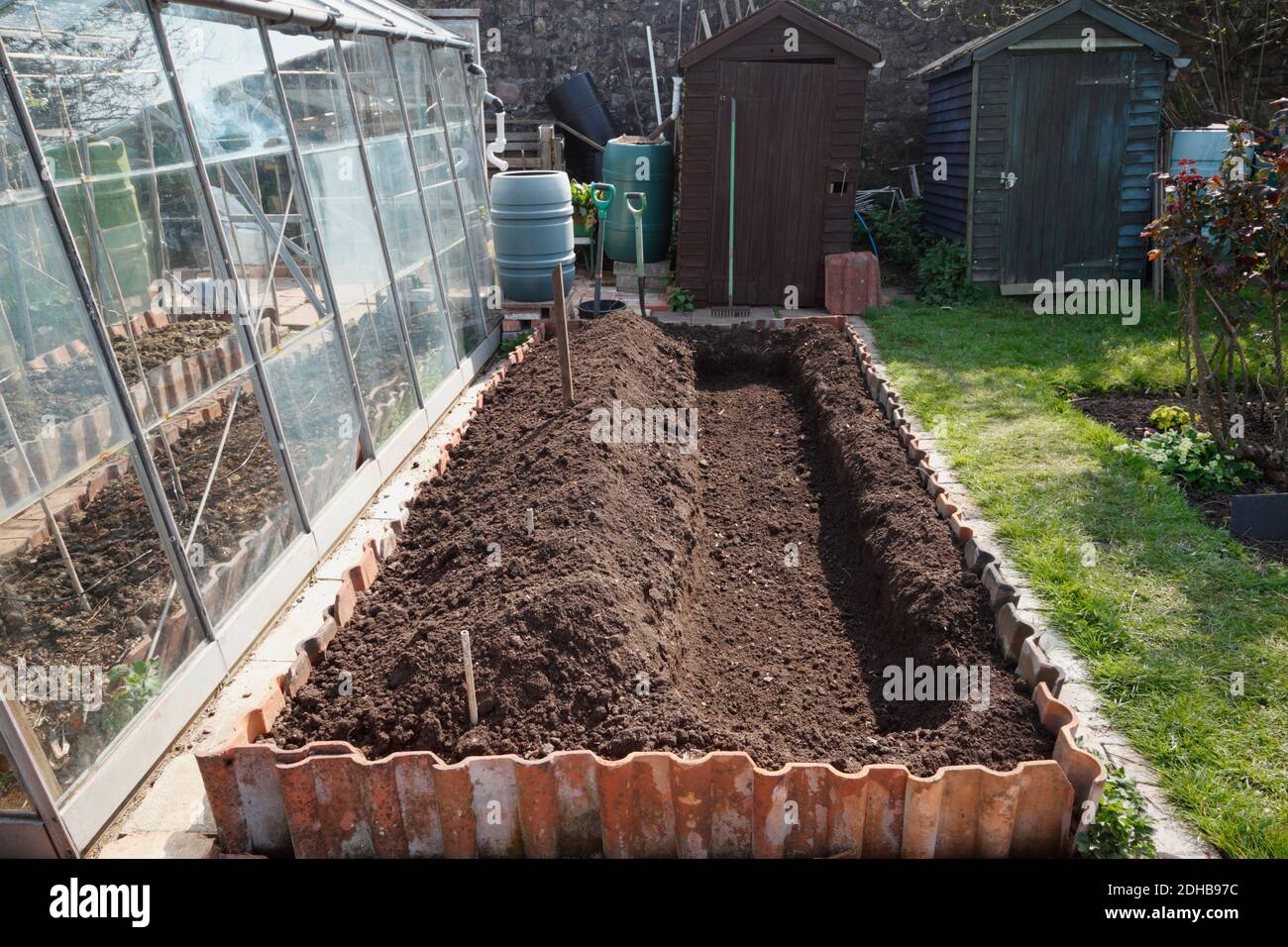 Planting Asparagus. A series of images illustrating the stages involved ...