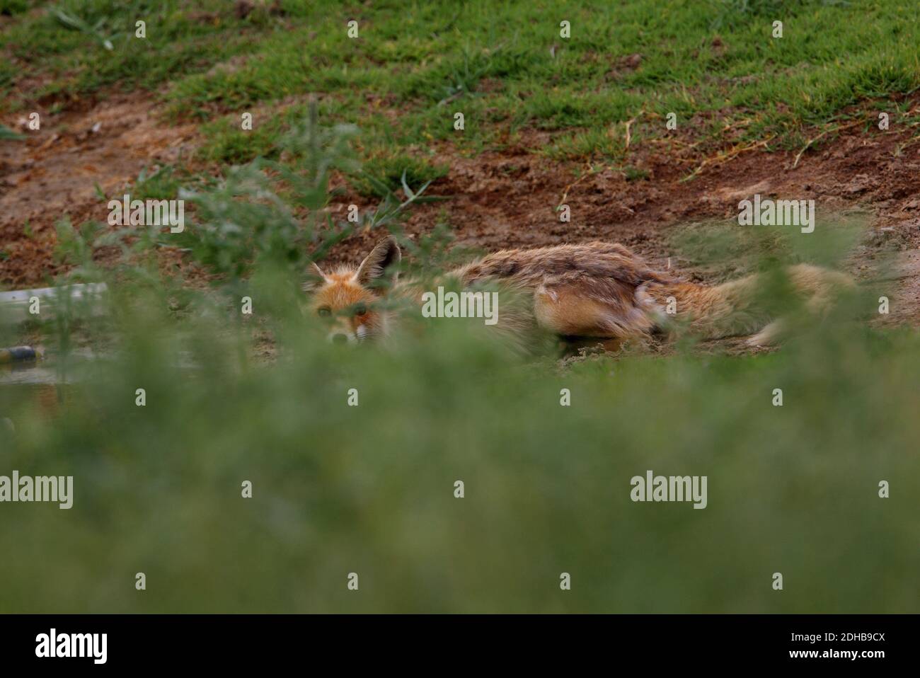 Red Fox (Vulpes vulpes alpherakyi) adult lying low behind vegetation ...