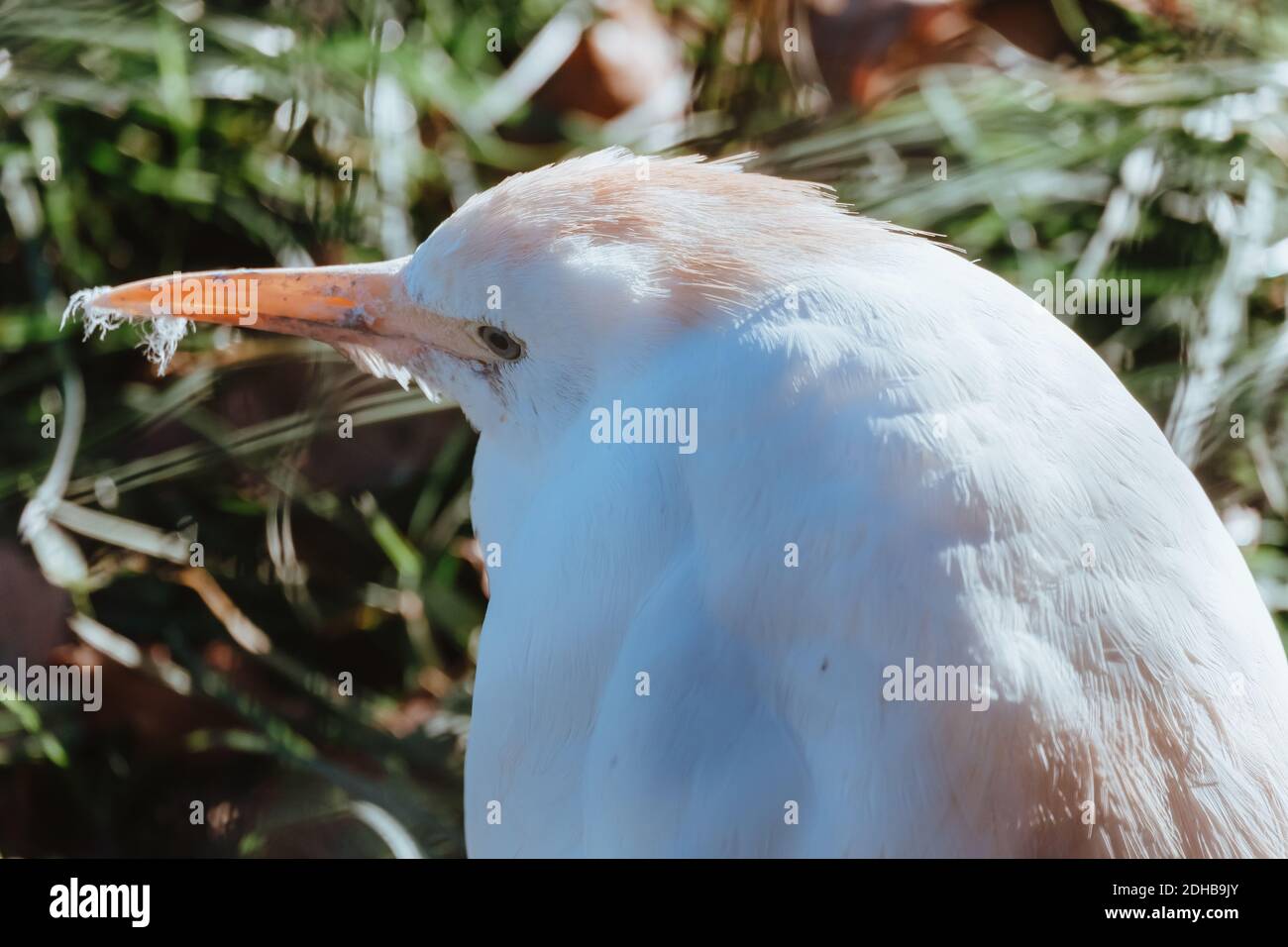 Hunched bird hi-res stock photography and images - Alamy