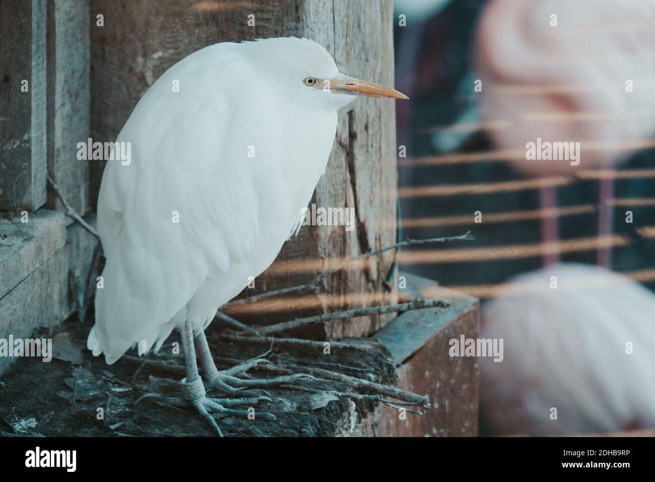 Hunched bird hi-res stock photography and images - Alamy
