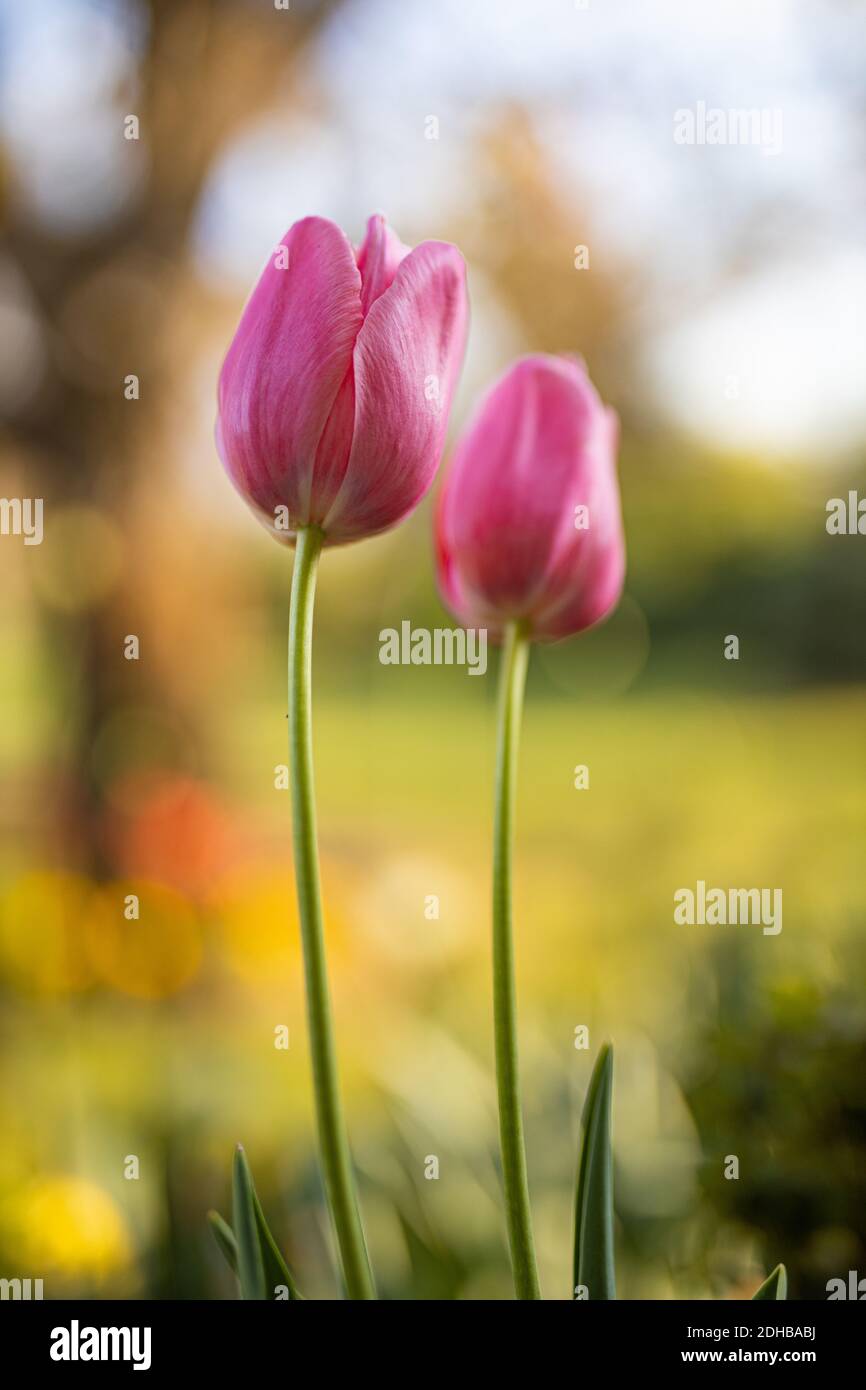 Full bloom couple tulips in garden in sunny day. Spring flowers ...