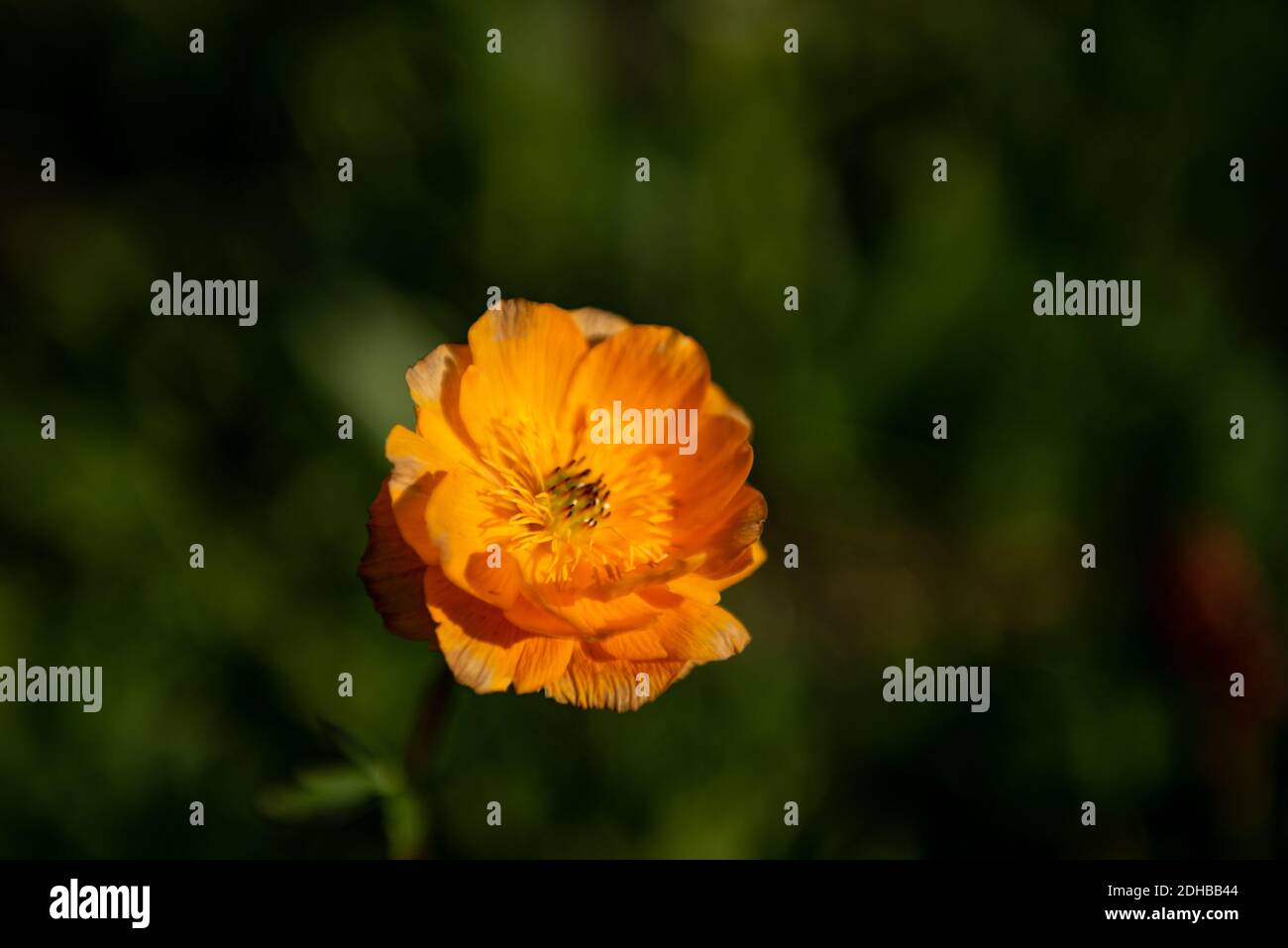 Beautiful flowers in western Mongolia. Mongolia is very beautiful ...