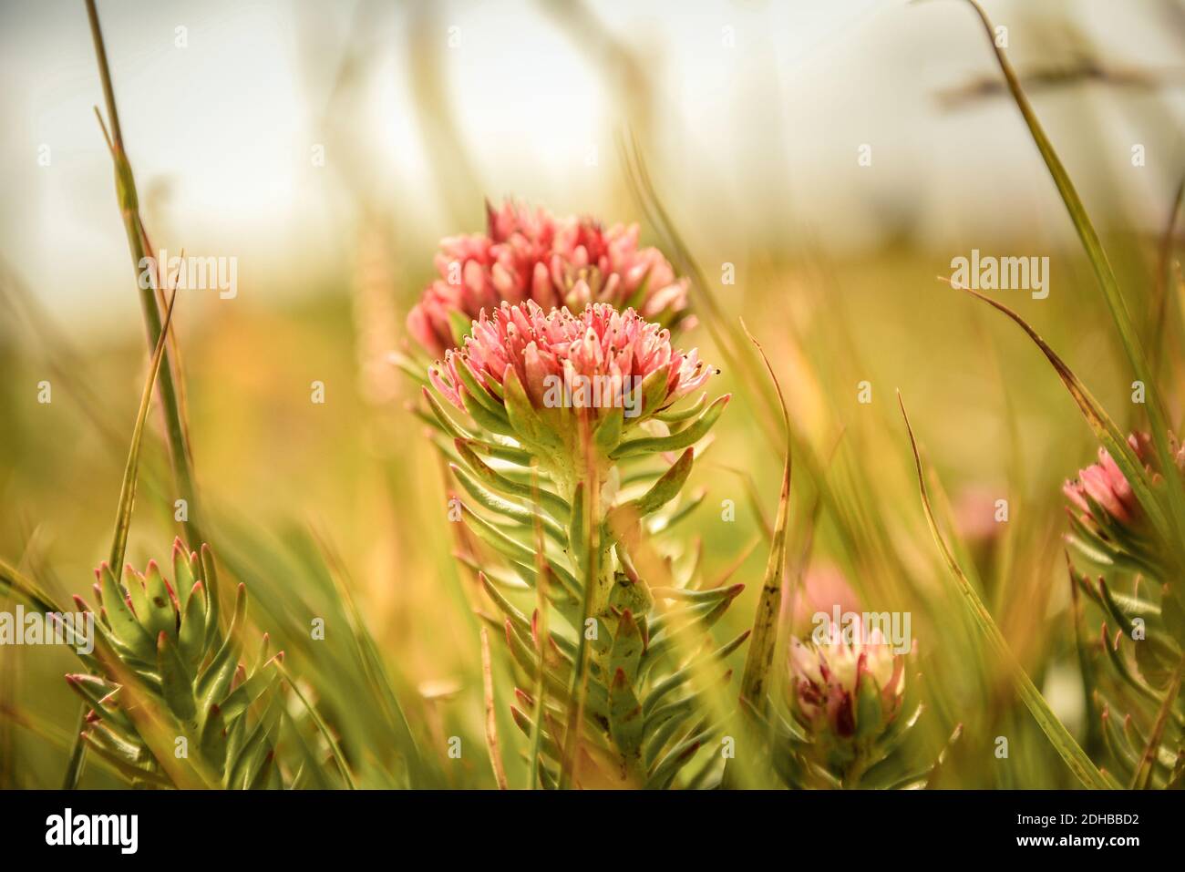 Beautiful flowers in western Mongolia. Mongolia is very beautiful ...
