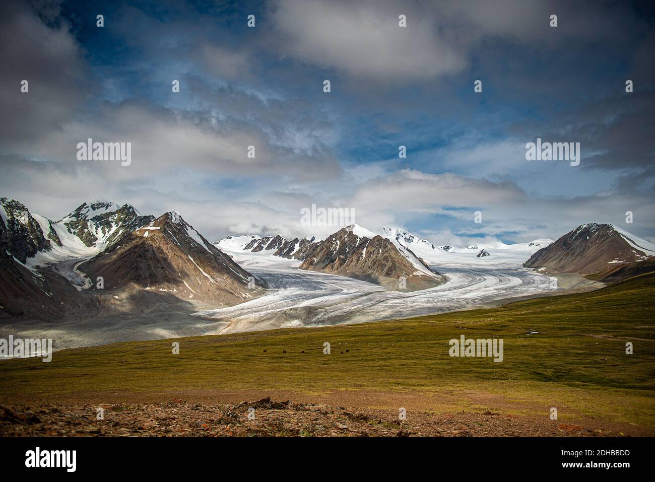 Mongolian blue spot hi-res stock photography and images - Alamy