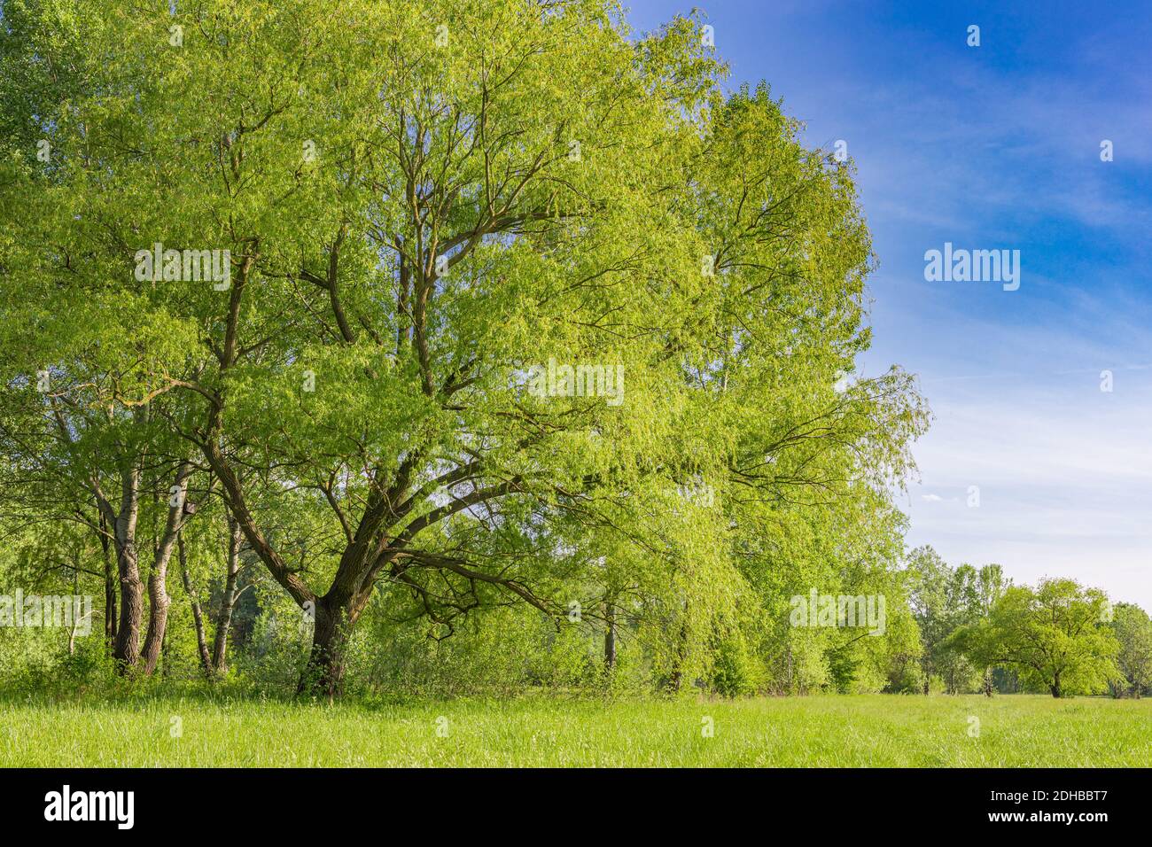 Beautiful morning green grass field nd trees under blue sky. Idyllic ...