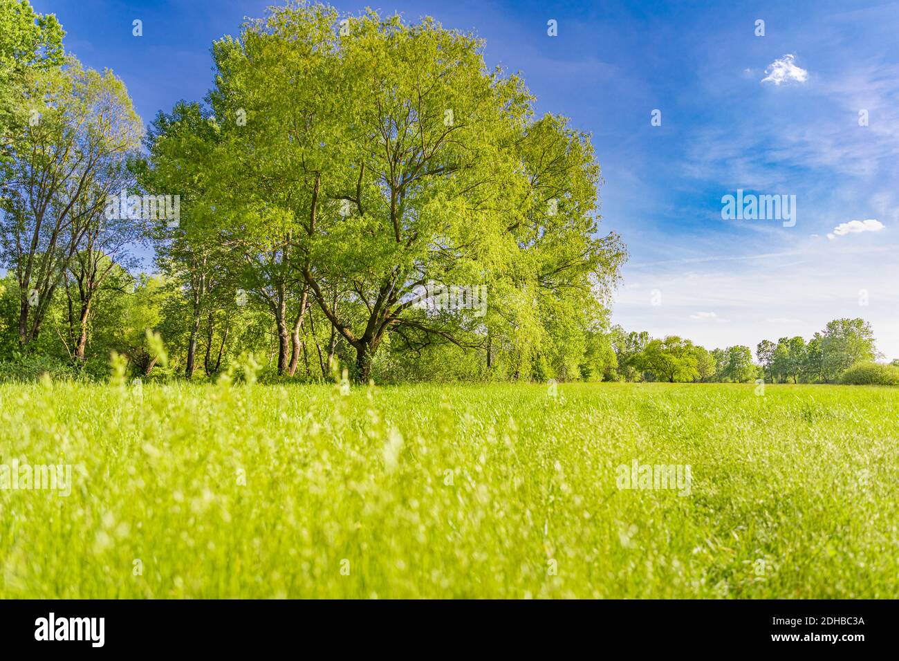 Beautiful morning green grass field nd trees under blue sky. Idyllic ...
