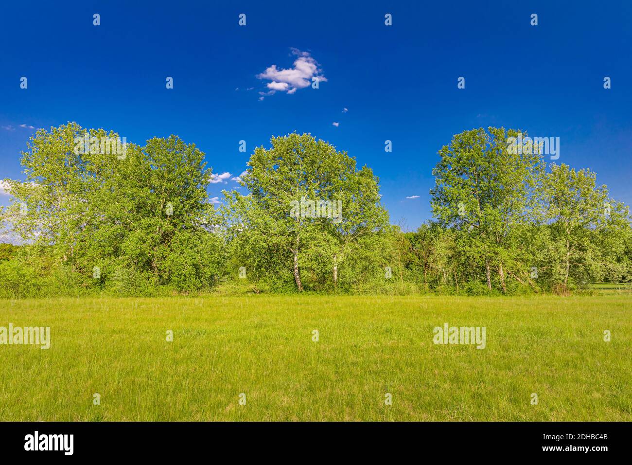 Beautiful morning green grass field nd trees under blue sky. Idyllic ...
