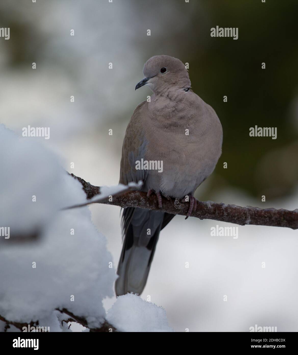 Collared dove dove garden feeder bird winter hi-res stock photography ...