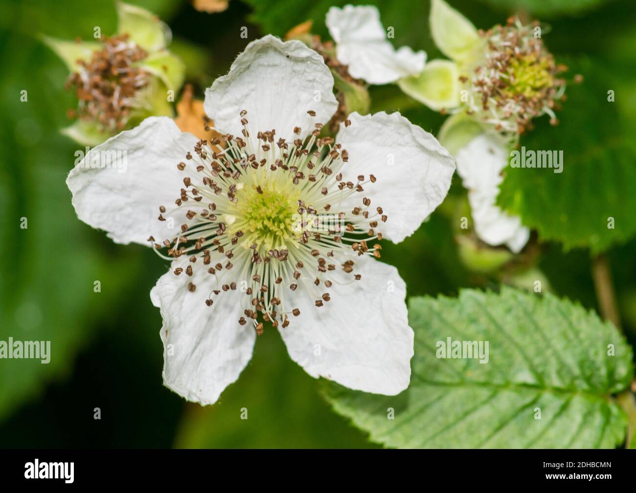Bramble blossom bush hi-res stock photography and images - Alamy