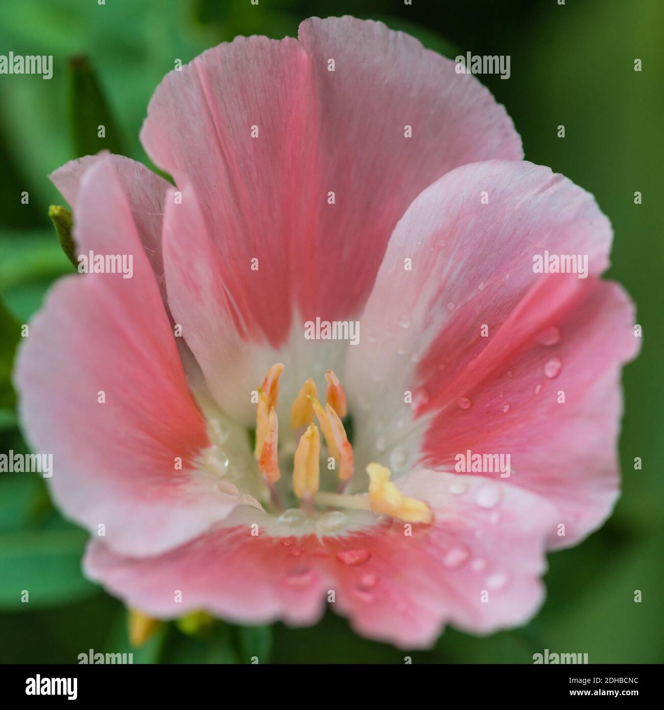 Godetia clarkia amoena hi-res stock photography and images - Alamy