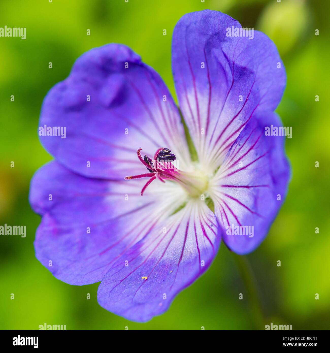 Closeup geranium rozanne hi-res stock photography and images - Alamy