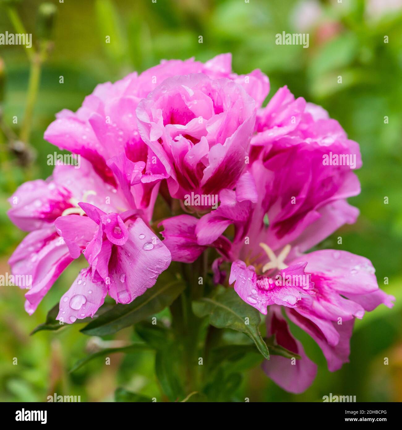 Pink godetia hi-res stock photography and images - Alamy