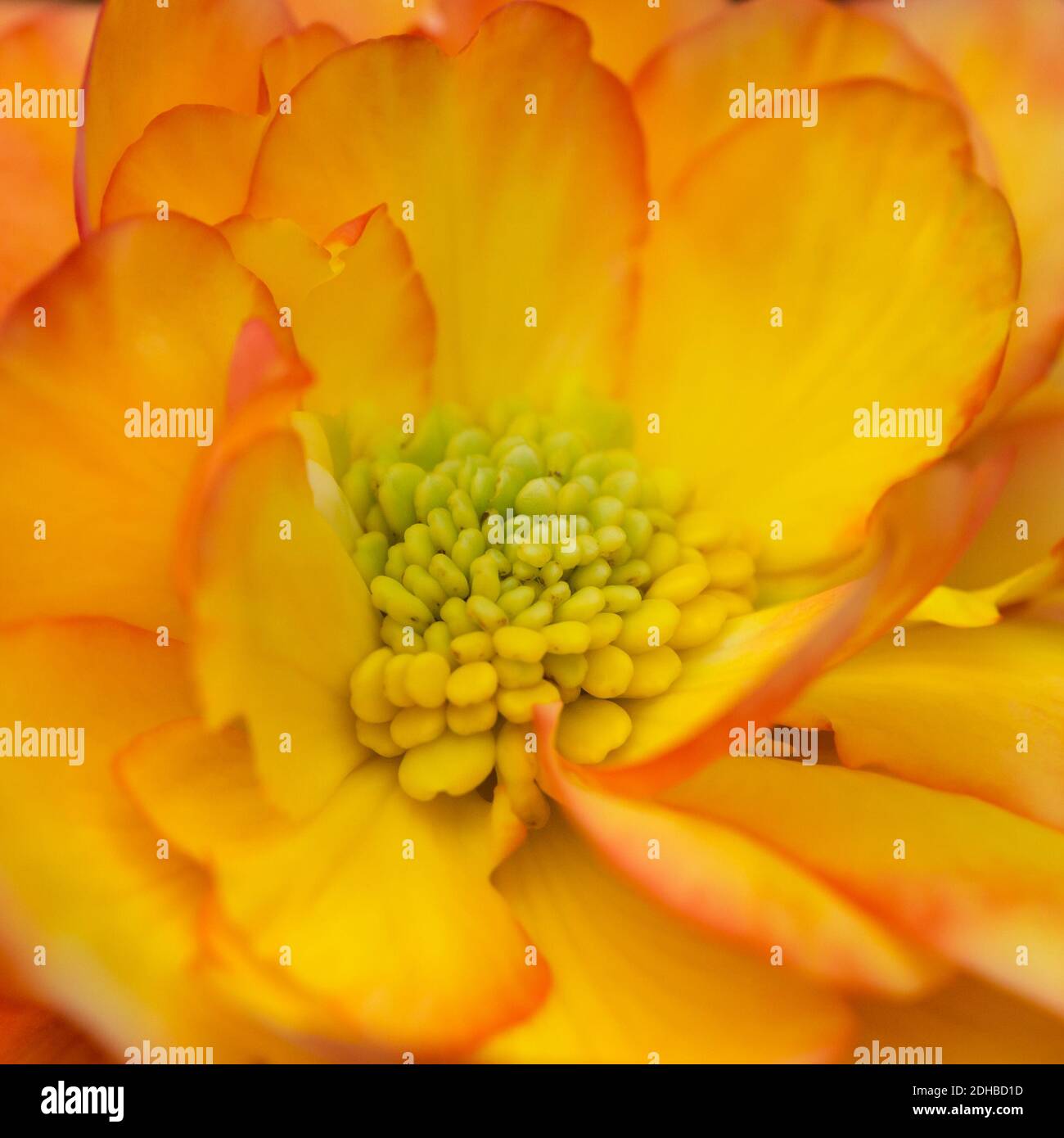 Large begonia hi-res stock photography and images - Alamy