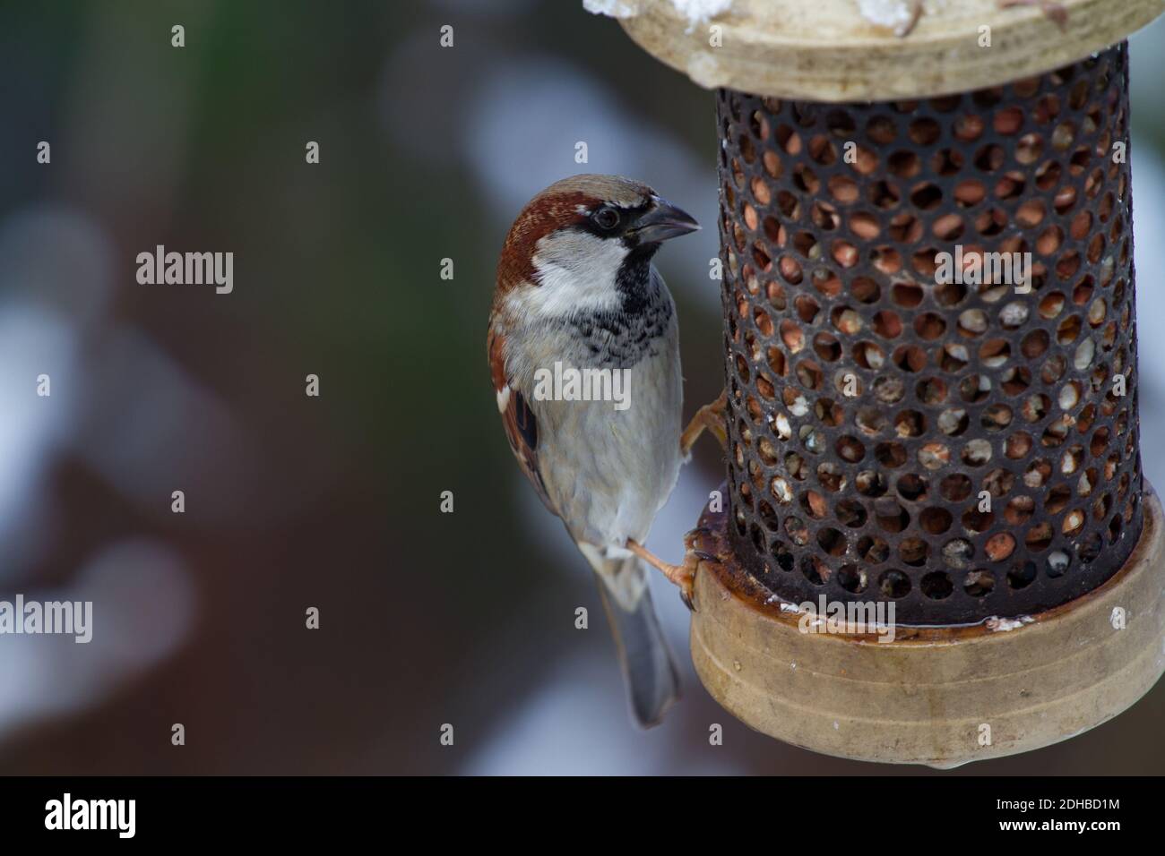 Sparrow on bird feeder british isles hi-res stock photography and ...